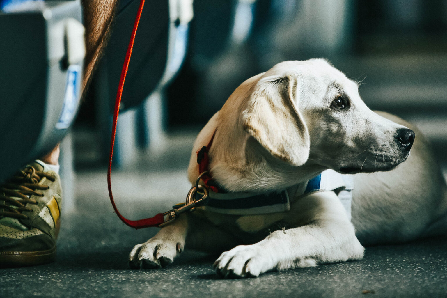 Give Us Paws - Free Service Dog Training in Houston, TX