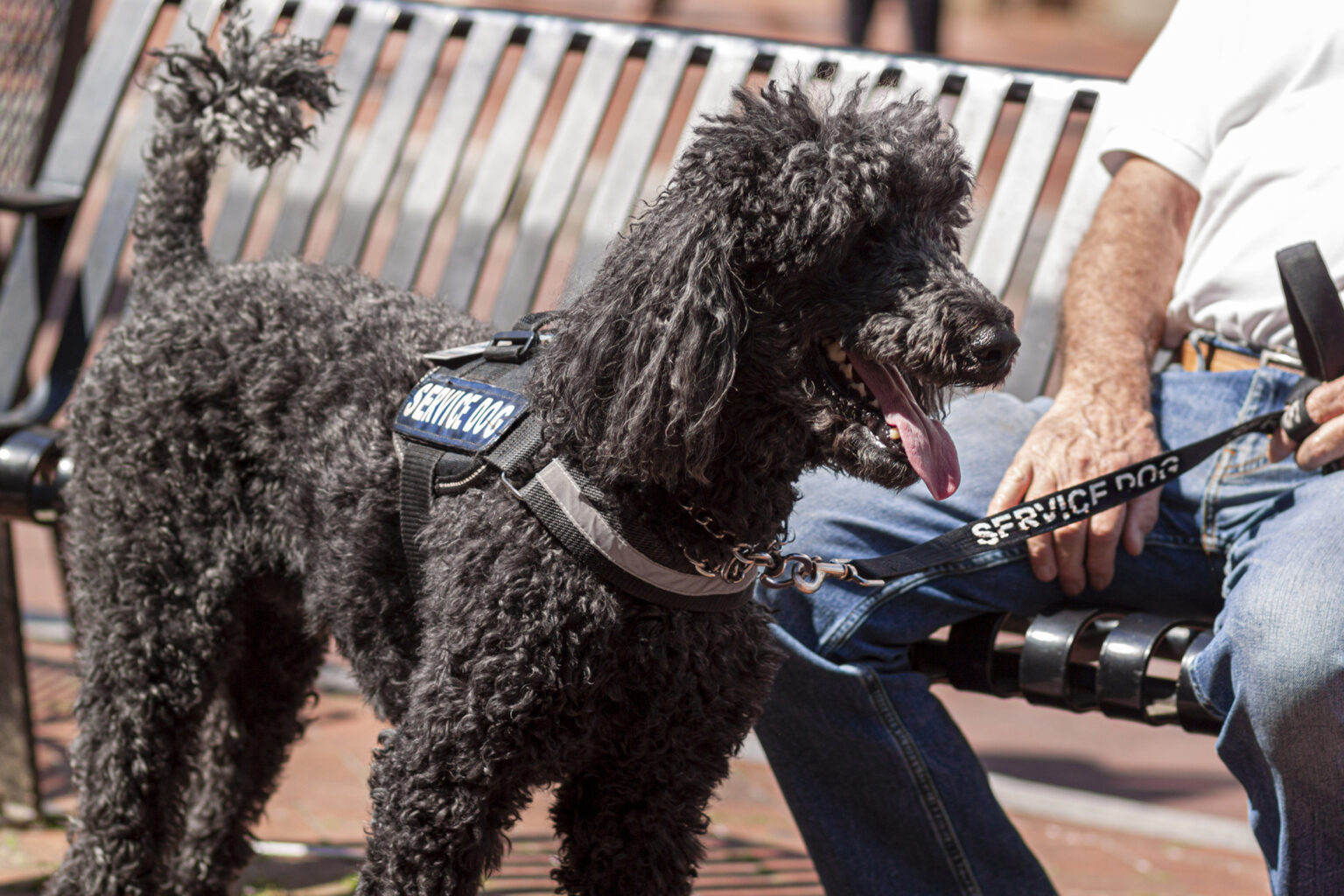 Give Us Paws - Free Service Dog Training in Houston, TX